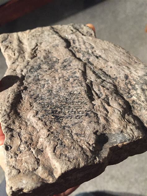 Fossilized Tree Bark Fossil Id The Fossil Forum Fossilized Tree Bark Fossil Id The Fossil Forum