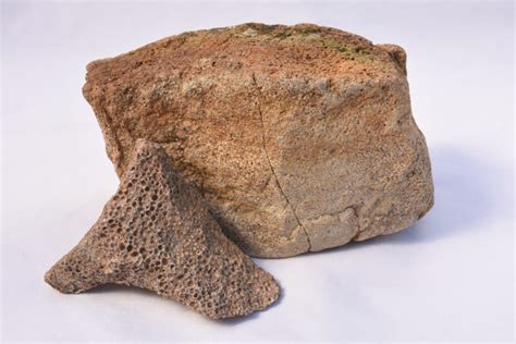 Limestone Identification Pictures And Info For Rockhounds Rockhound