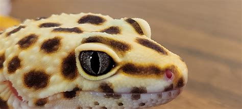 Leopard Gecko Eye Problems