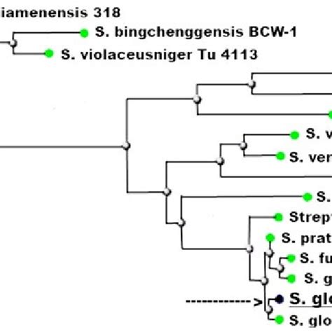 Phylogenetic Tree From Alignment Analysis Of 16s Rrna Fragment