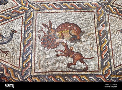 Hunting Scene With A Hare And Dog From The 3rd Century Roman Mosaic