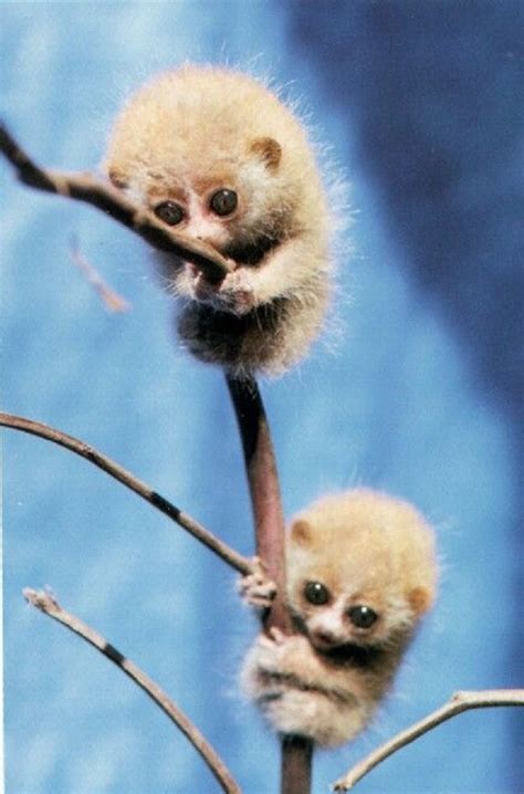 Slow Loris Cute 27 Endangered Slow Lorises Have Been Rescued From