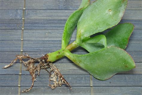 How To Grow Crassula Arborescens From Cuttings