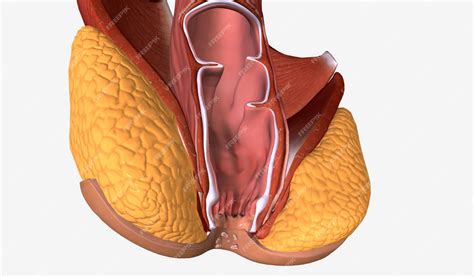 Premium Photo Anal Warts Are Painless Growths Along The Skin Near The