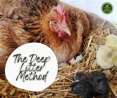 How To Do Deep Litter Method At Lily Maiden Blog