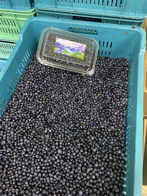 Boronica Bio Nga Bjeshkët E Tropojës Vlerat E Jashtëzakonshme Në Shëndet Probizz Al