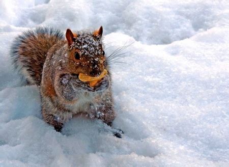 Bing Wallpaper Squirrel In Snowfall