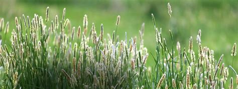 Timotei Store Norske Leksikon