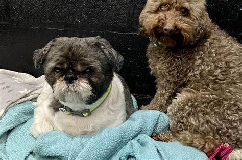 Adopt A Dog 16 Precious Pups Looking For Their Forever Home In Burnley