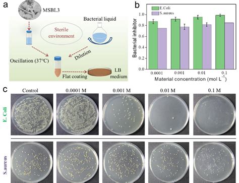 A Flow Chart Of The Antibacterial Test B C Inhibition Of E Coli And Download Scientific