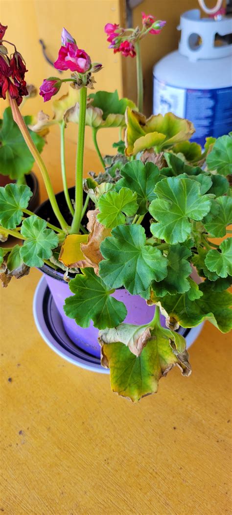 [help] Dying Geranium R Houseplants