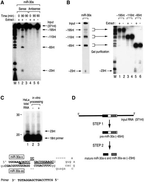 Microrna Maturation Stepwise Processing And Subcellular Localization