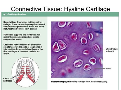 Hyaline Cartilage Connective Tissue Trachea
