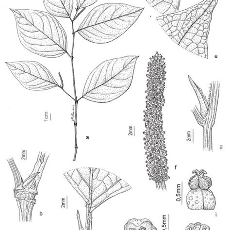 Structure Of Isochiapin B Download Scientific Diagram