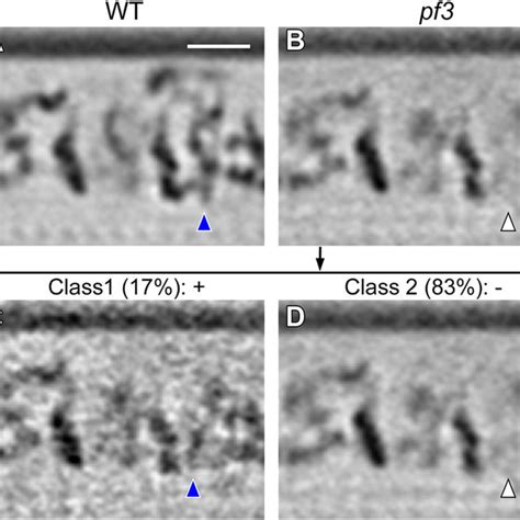 Classification Analysis Shows High Labeling Efficiency Of Drc4 Snap Download Scientific
