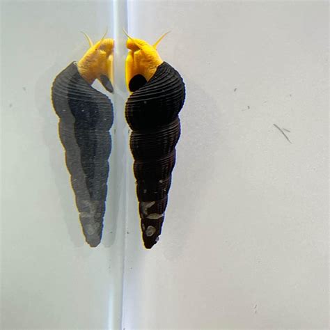 Golden Rabbit Snail Tylomelania Gemmifera Discus Madness