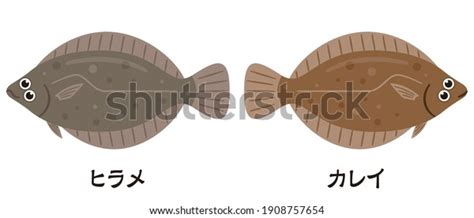 Right Eyed Flounder Over 7 Royalty Free Licensable Stock Illustrations