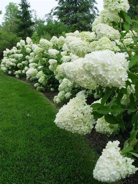 Hydrangea Limelight