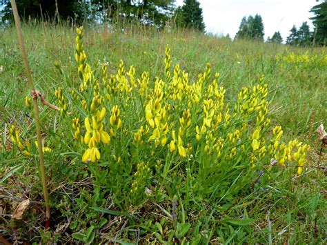 Drobița Ajută în Cazul Toxiinfecțiilor Alimentare și A Indigestiilor