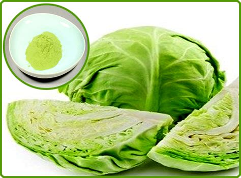 Cabbage Extract At Best Price In Ghaziabad Uttar Pradesh From Plantae