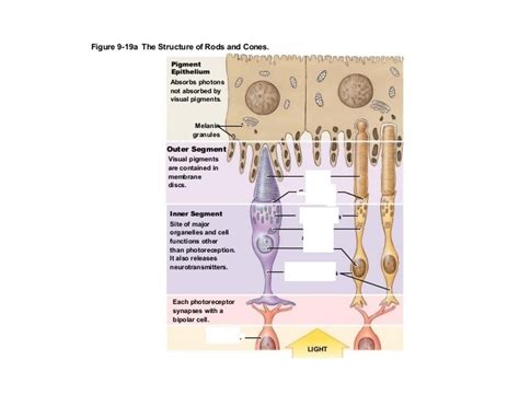 Rods And Cones Quiz