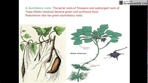 Assimilatory Root