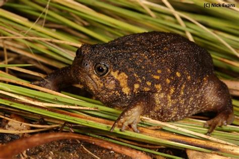 A New Rain Frog Anura Brevicipitidae Breviceps From The Kwazulu