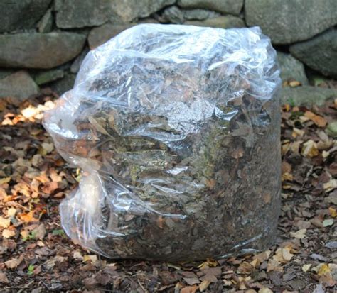 Hydrangeas Winter Care Pruning Deadhead Cold Protection