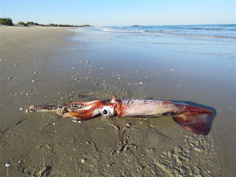 תיעוד נדיר דיונון ניאון מעופף ענק נשטף לחוף מעגן ערוץ 14 C14
