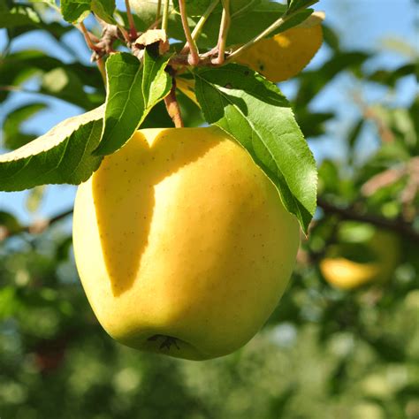 Yellow Delicious Apple Tree Golden Delicious Apple Trees For Sale