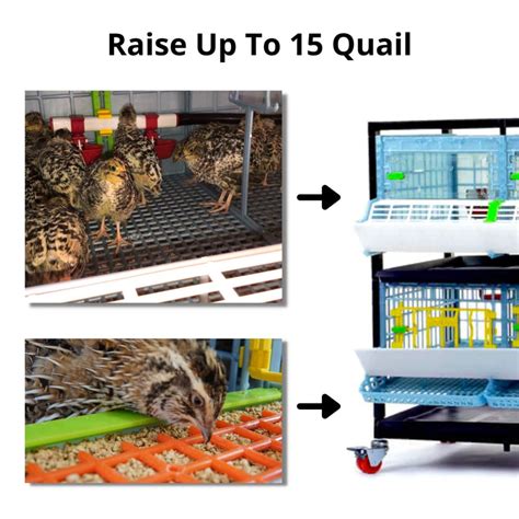 Quail Starter Kit Start Raising Quail Chicks Today Hatching Time