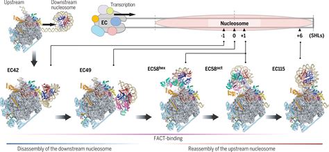 Structural Basis Of Nucleosome Disassembly And Reassembly By Rnapii