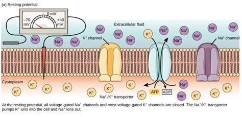 Action Potential Diagram Explanation