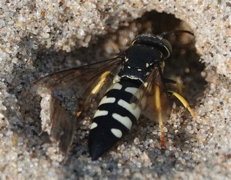 Sand Wasps Backyard And Beyond