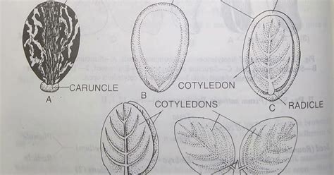 Structure Of Dicotyledonous Albuminous Seeds Artofit