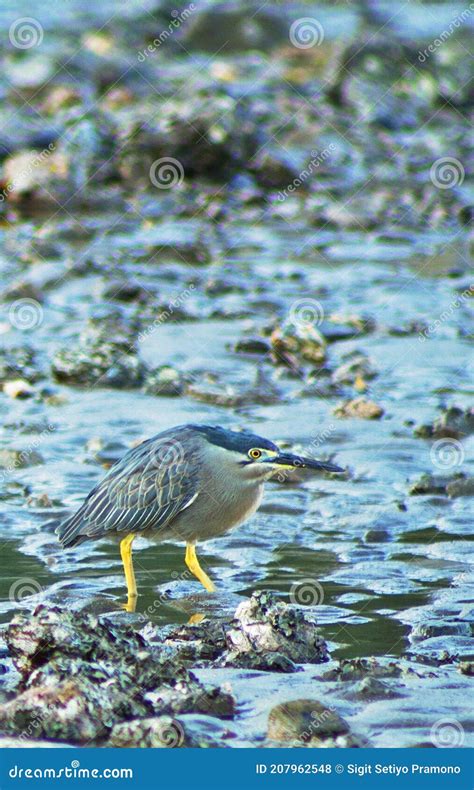 A Blue And Grey Heron Was Starring On The Shore Area In Dili Timor