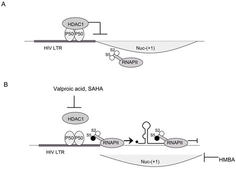 Repressive Chromatin Structure Suppresses Transcription From The Hiv
