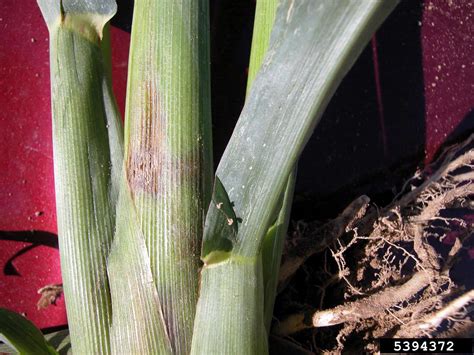 Bacterial Rot And Blight Dickeya Zeae Samson Et Al 2005