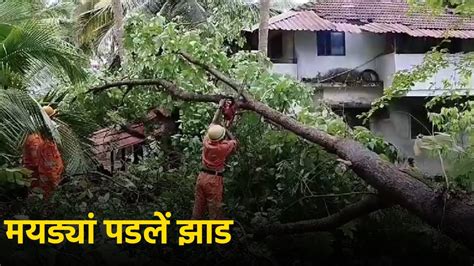 Tree Collapses In Moira During Heavy Rains Goa365 Tv Youtube