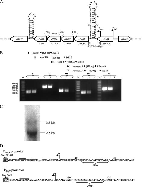 A Genetic Context Of The Msra Gene Of E Faecalis The Open Reading Download Scientific