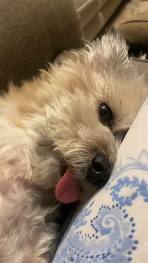 Noel The Bipawd Shorkie
