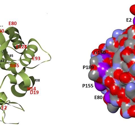 The Nnmt Gene And Its 2 Major Transcripts Download Scientific Diagram