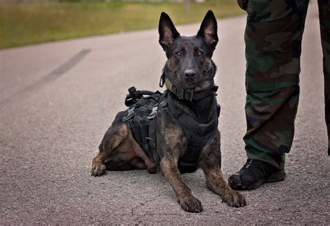 Dutch Shepherd The Complete Breed Guide All Things Dogs