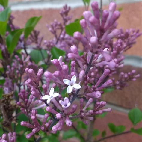Syringa meyeri 'Palibin' syn. Syringa palibiniana, Lilac 'Palibin ...