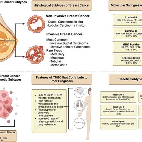 Breast Cancer Bc Subtype Delineation And A Closer Look Into The Download Scientific Diagram