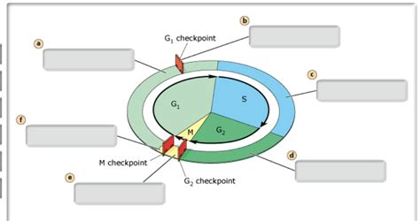 Cell Reproduction Diagram Quizlet