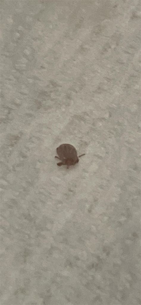 What Type Of Tick Is This I Got It In Georgia Rticks