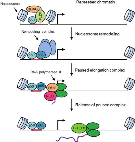 A Schematic Diagram Showing A Repressed Chromatin State Nucleosome