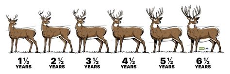 How To Check The Aging Of A Whitetail Deer Bucktrader