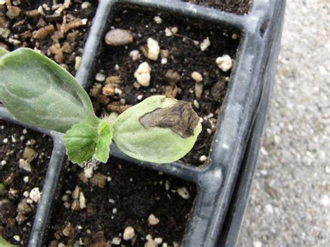 Angular Leaf Spot Of Watermelon